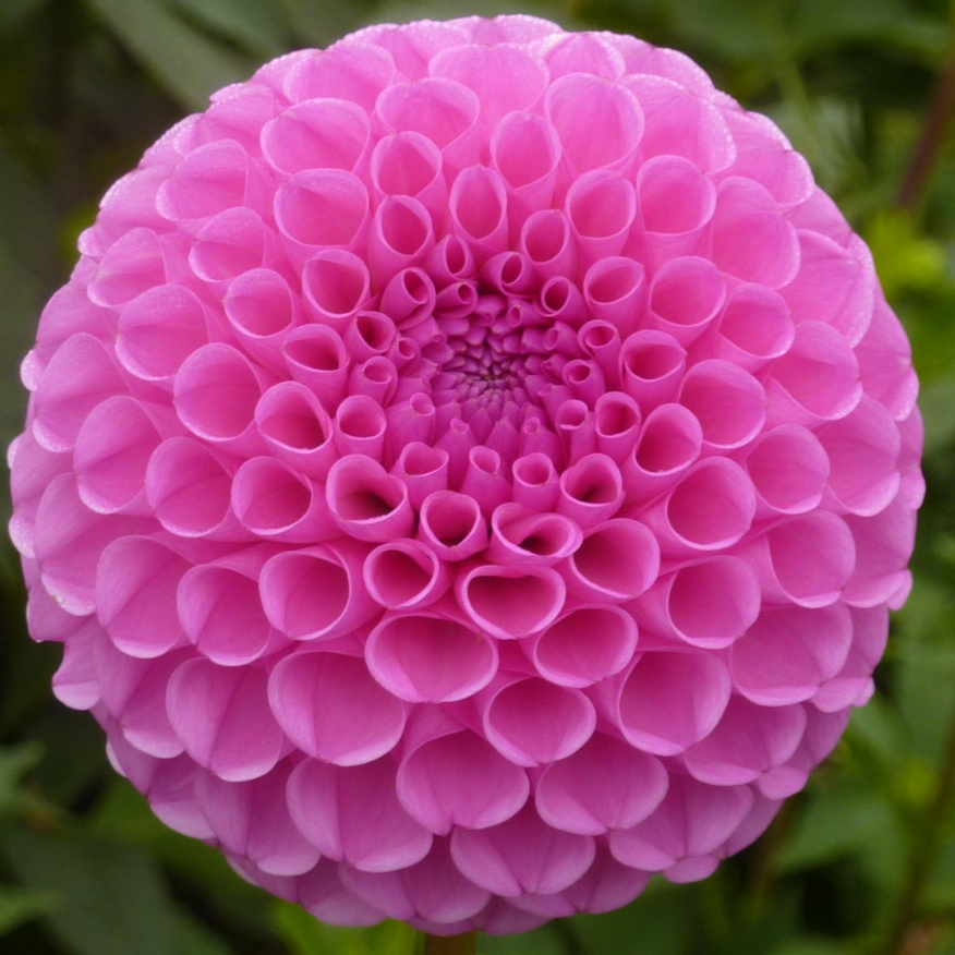 Sir Richard Dahlia Tuber – Deva's Gardens