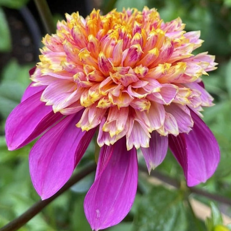 Van Isle Rosy Maple Dahlia Tuber - VIRMP – Deva's Gardens