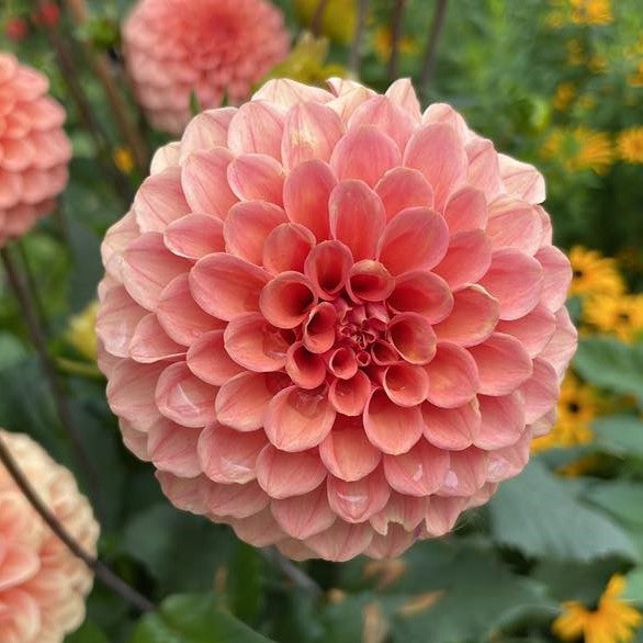 Rose Toscano Dahlia Tuber - ROST – Deva's Gardens