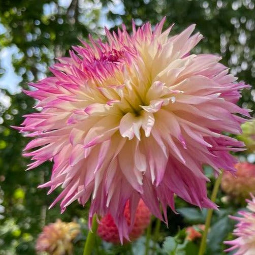 Nadia Ruth Dahlia Tuber - NDRT – Deva's Gardens