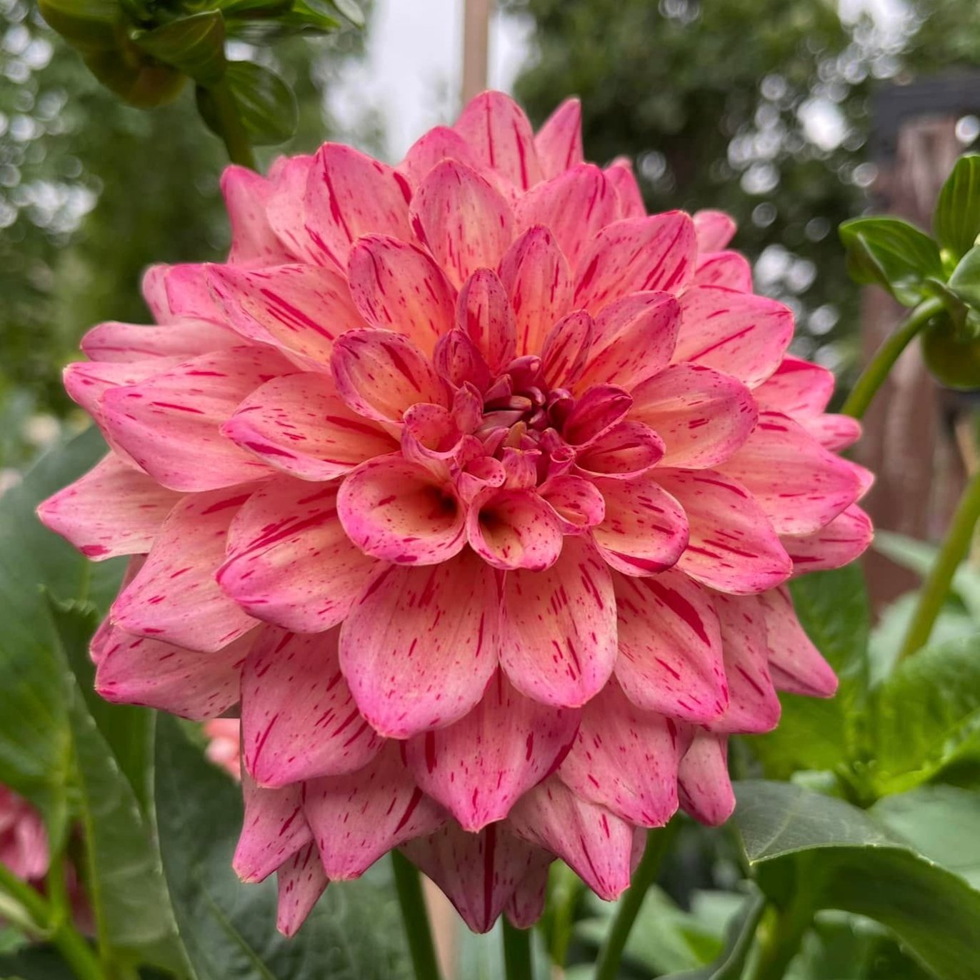 Van Isle Salish Sunset Dahlia Tuber - VISLSN – Deva's Gardens
