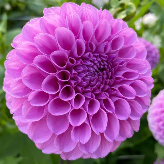 Robann Regal Dahlia Tuber - ROBR – Deva's Gardens