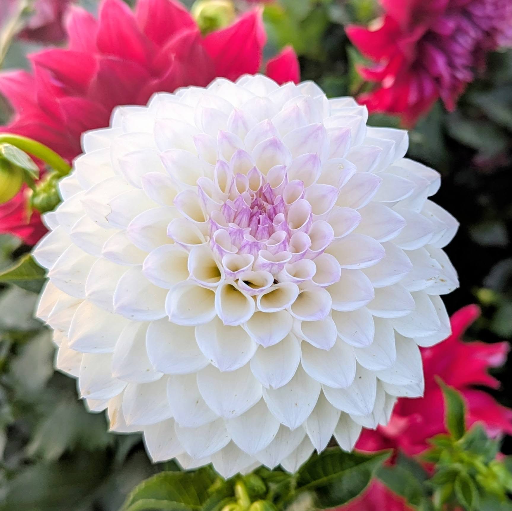 Andrea Lawson Dahlia Tuber - ANLW – Deva's Gardens
