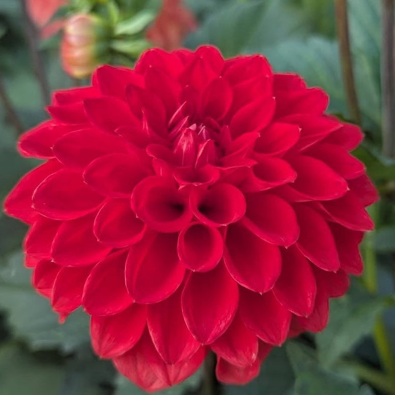 Red Symphony Dahlia Tuber - RDSM – Deva's Gardens