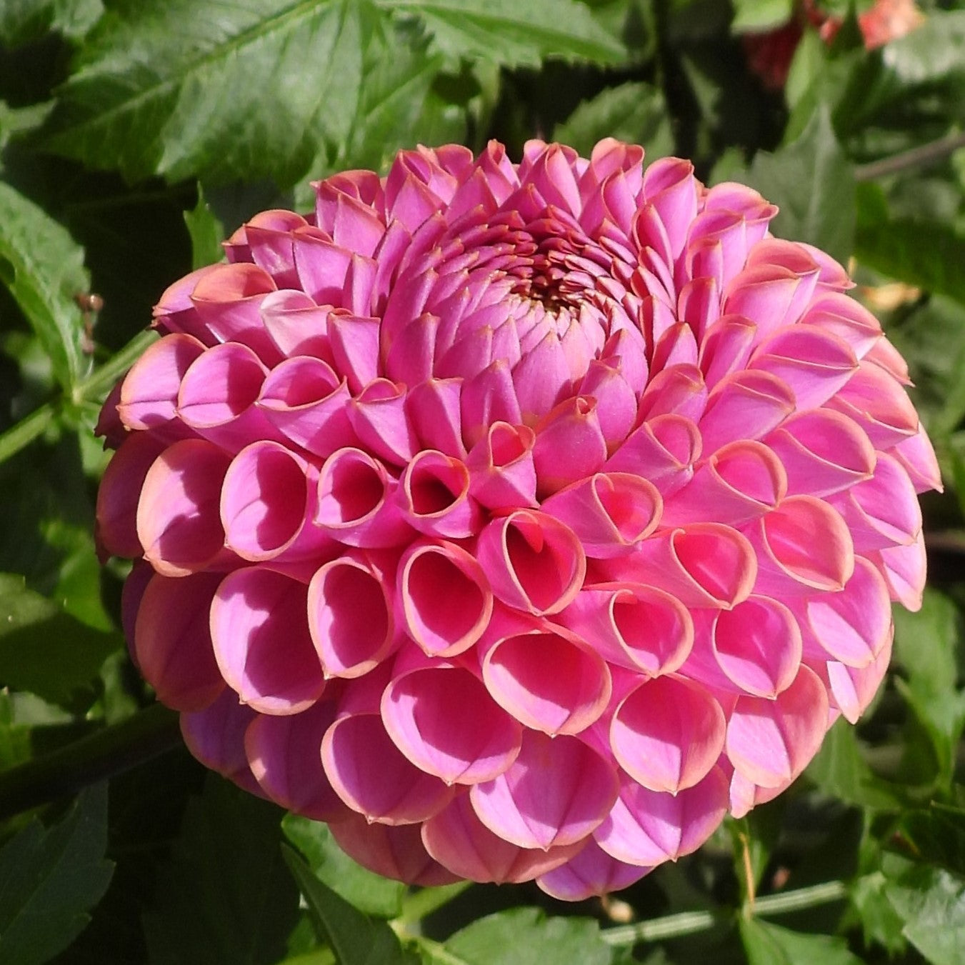 Amethyst Glow Dahlia Tuber - AMGL – Deva's Gardens