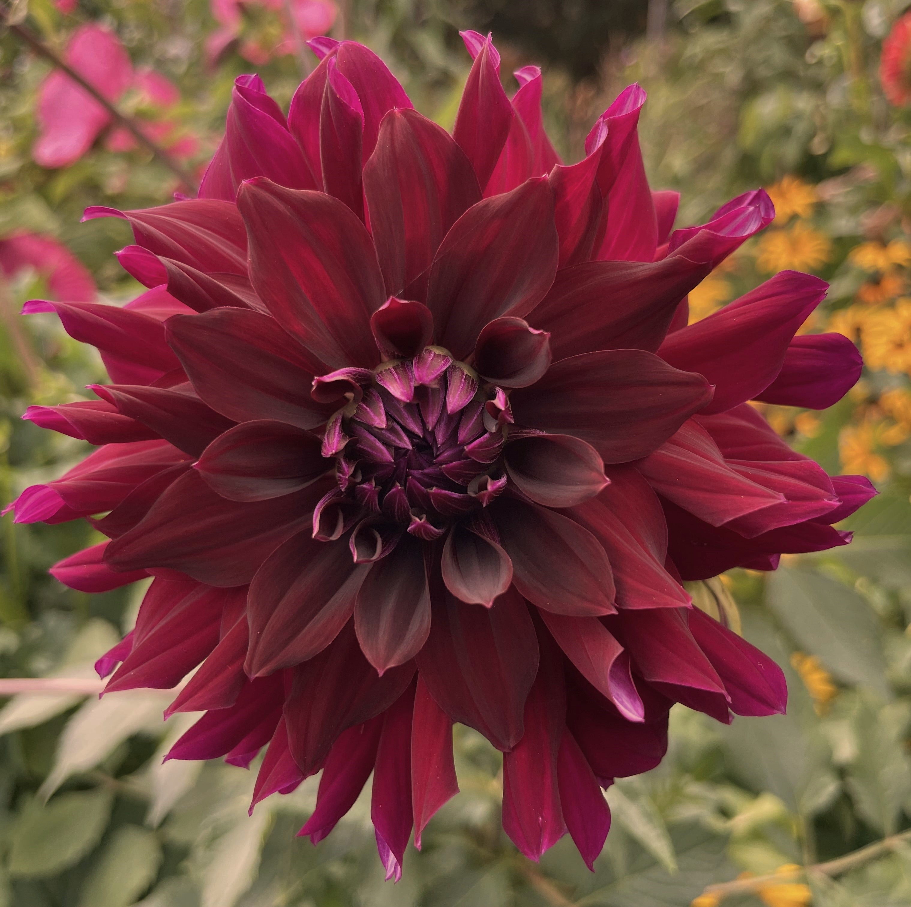 Black Magic Dahlia Tuber - BLMG – Deva's Gardens