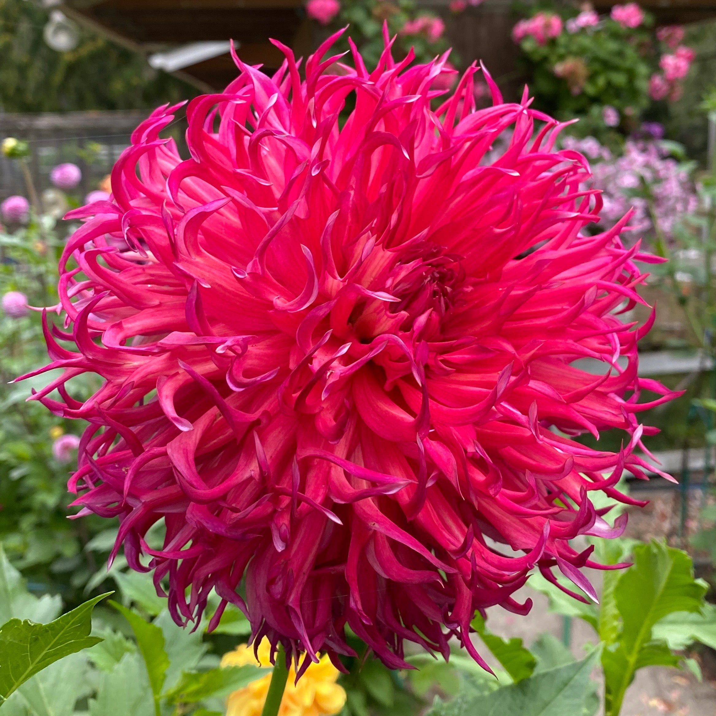 Van Isle Anakin Dahlia Tuber - VIANK – Deva's Gardens