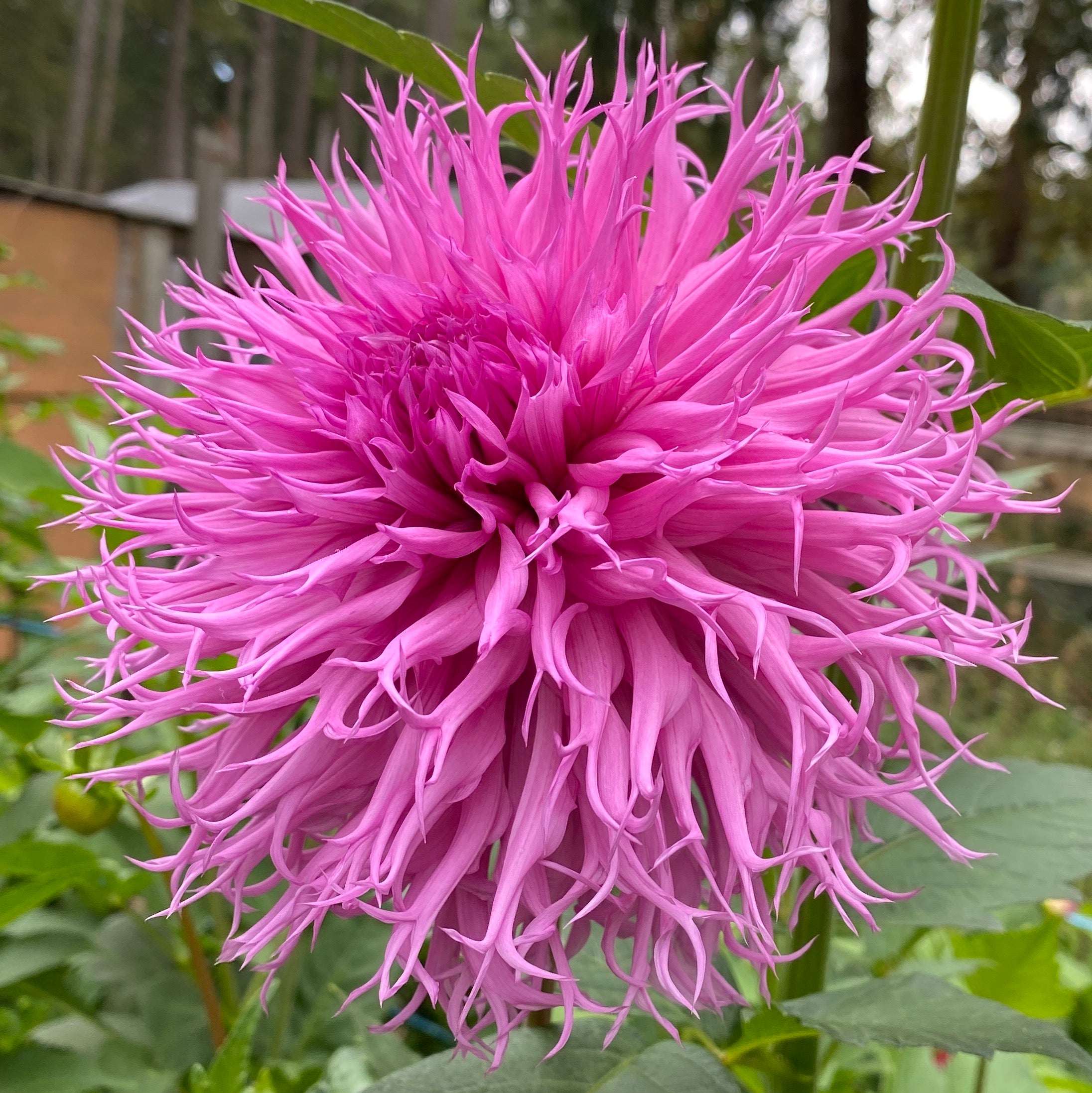 Van Isle Bob Dahlia Tuber - VIBB – Deva's Gardens