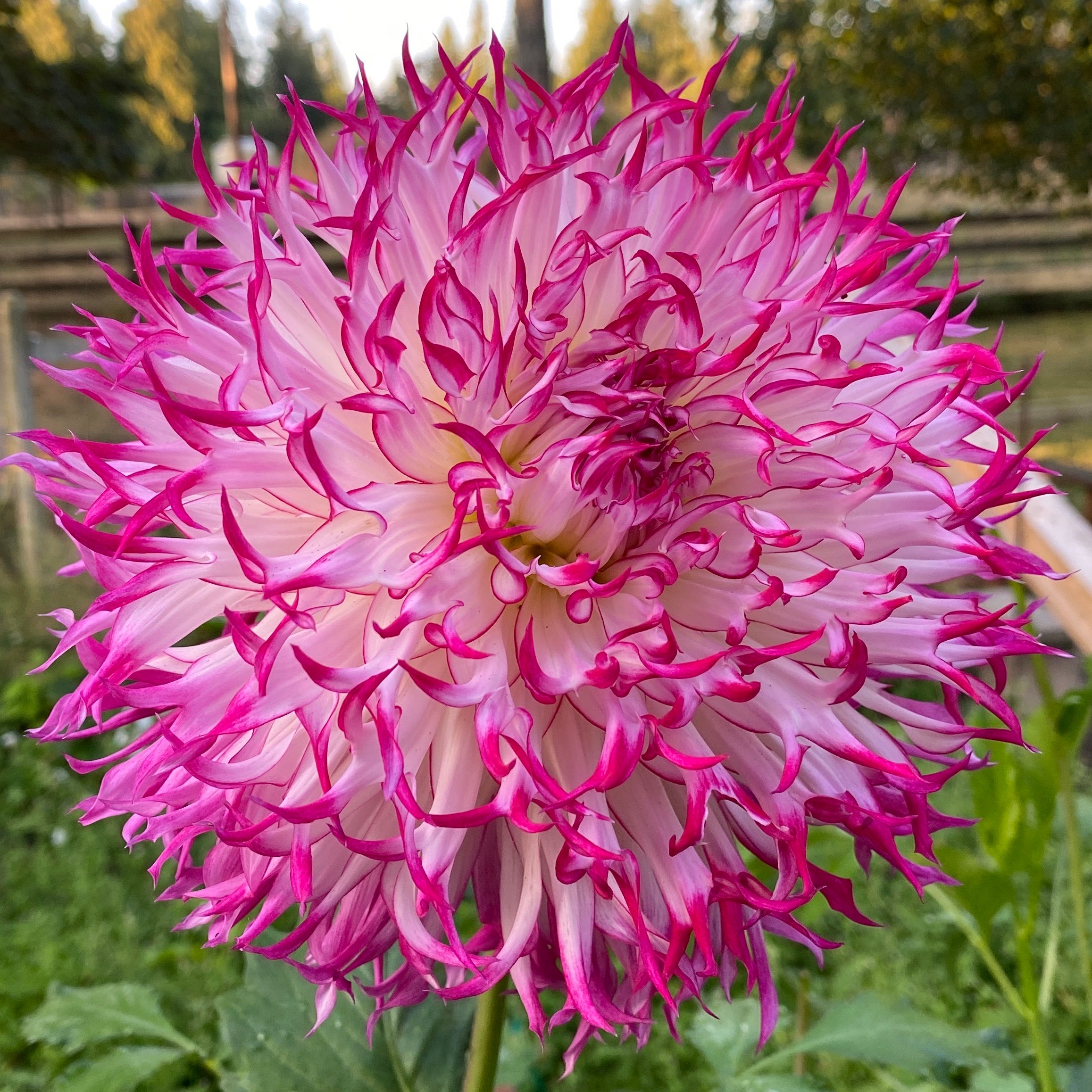 Van Isle Bold Dahlia Tuber - VIBLD – Deva's Gardens