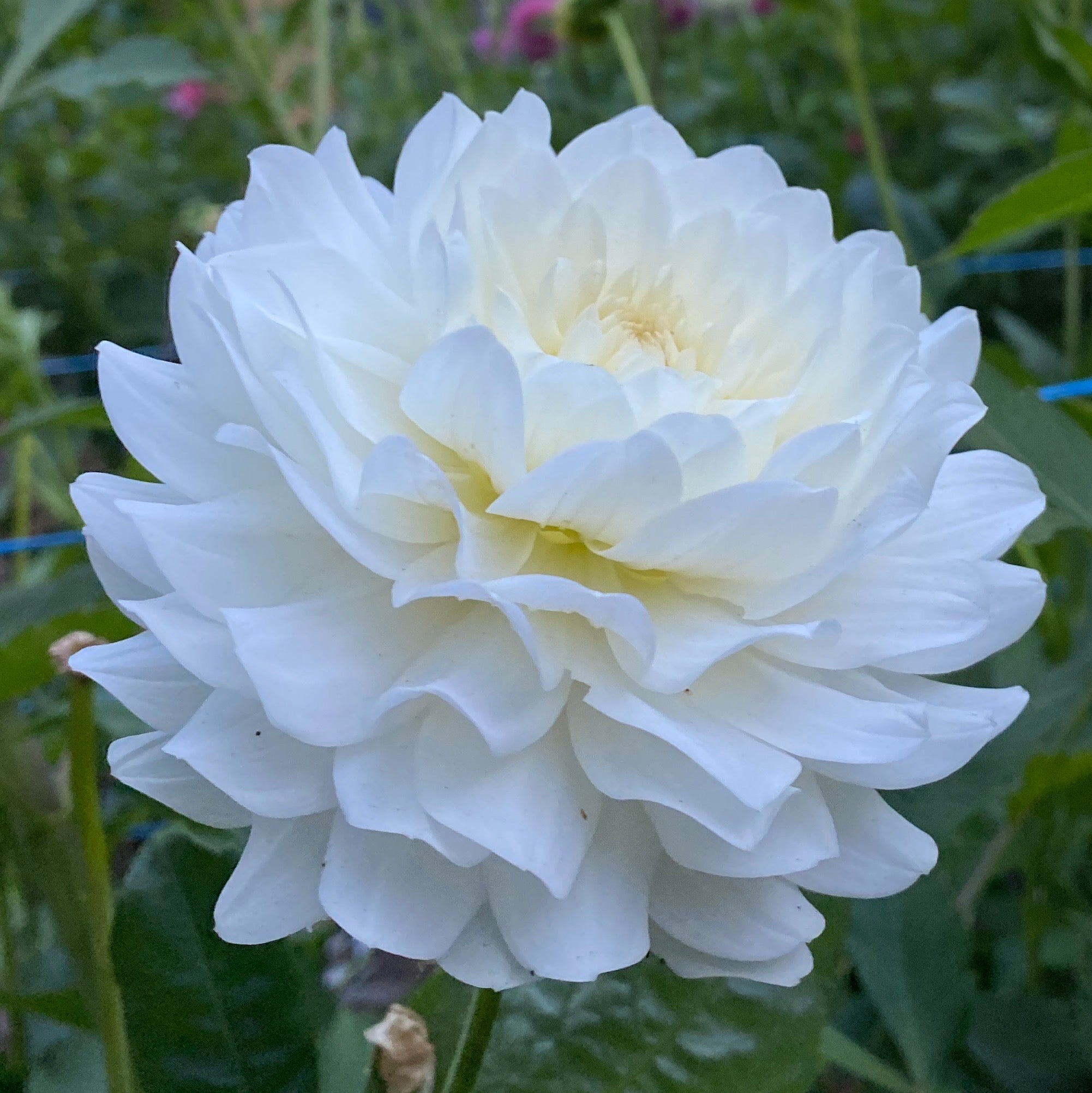 Van Isle Cirrus Dahlia Tuber - VICIRS – Deva's Gardens