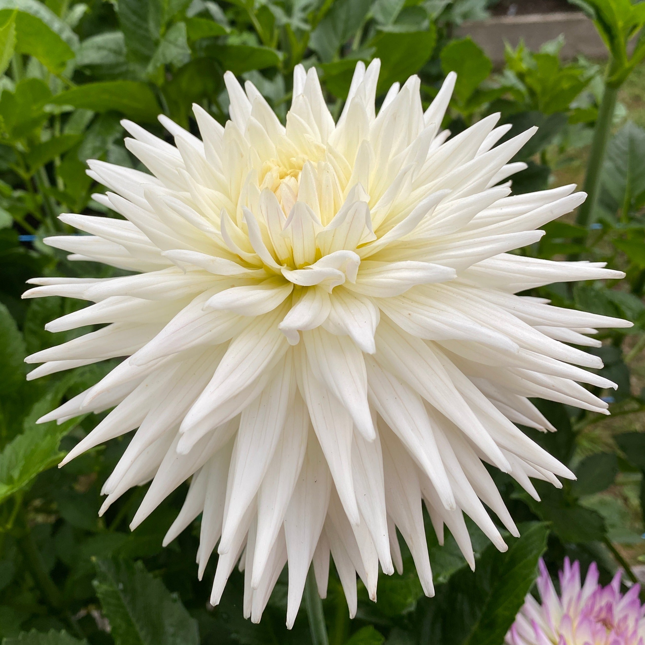 Van Isle Kenju Dahlia Tuber - VIKNJ – Deva's Gardens