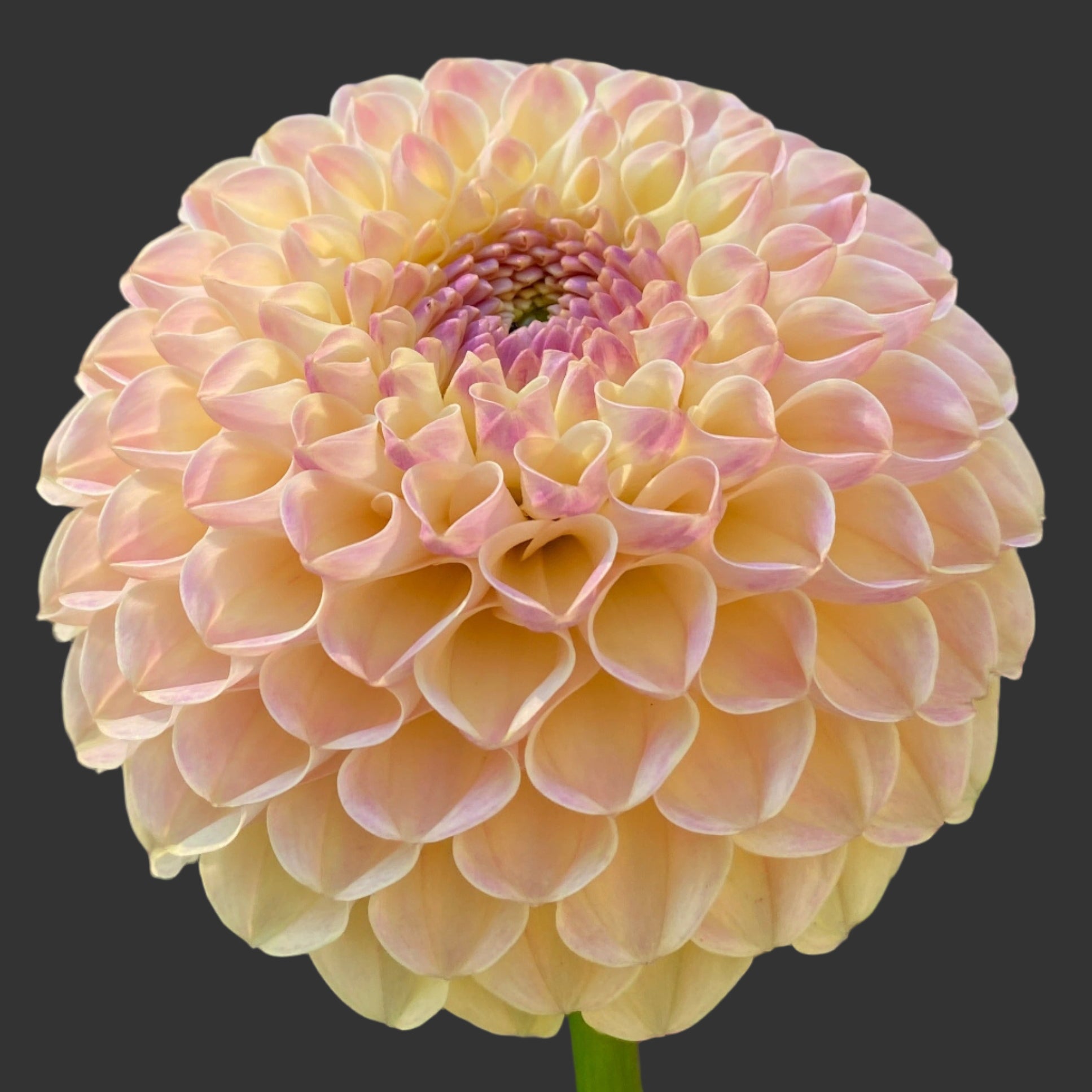 Van Isle Mary Dahlia Tuber - VIMRY – Deva's Gardens