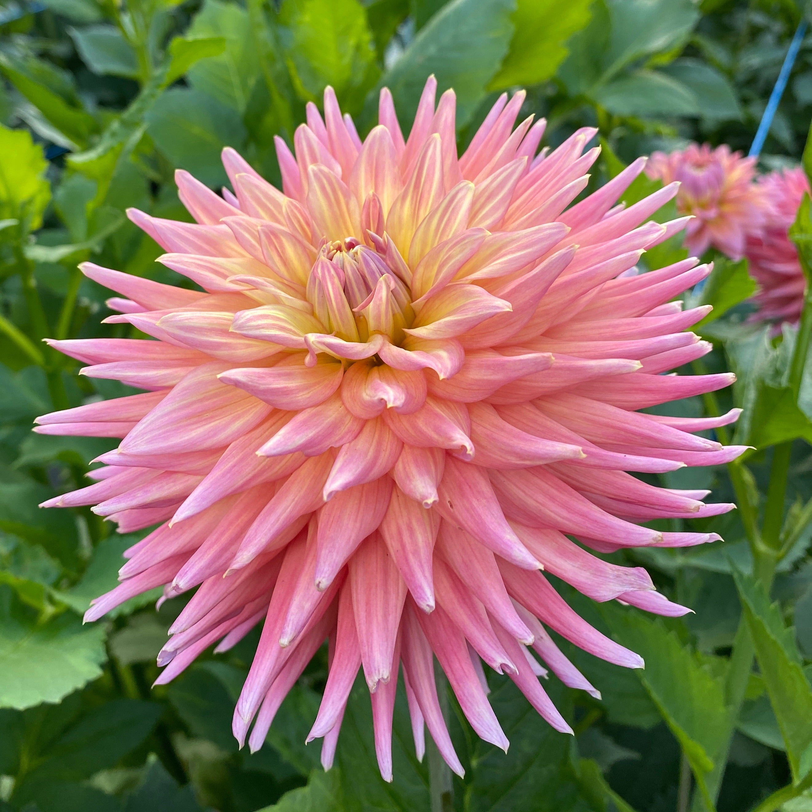 Van Isle Pacifica Dahlia Tuber - VIPCF – Deva's Gardens
