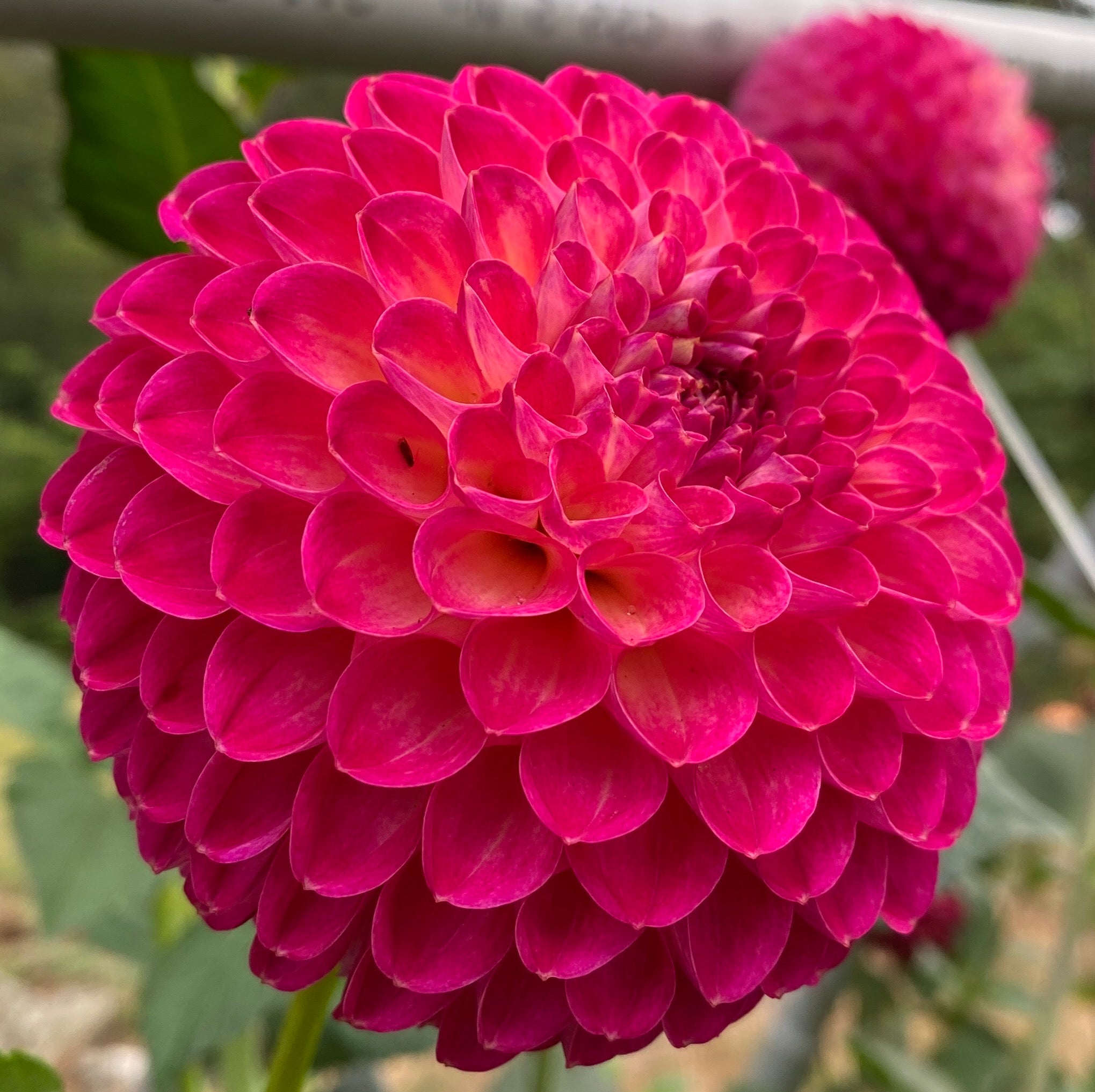 Van Isle Sangria Dahlia Tuber - VISNGR – Deva's Gardens