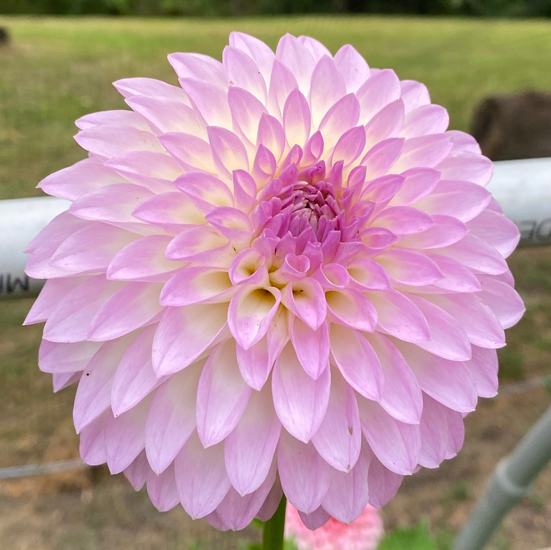 Van Isle Victoria Dahlia Tuber - VIVIC – Deva's Gardens