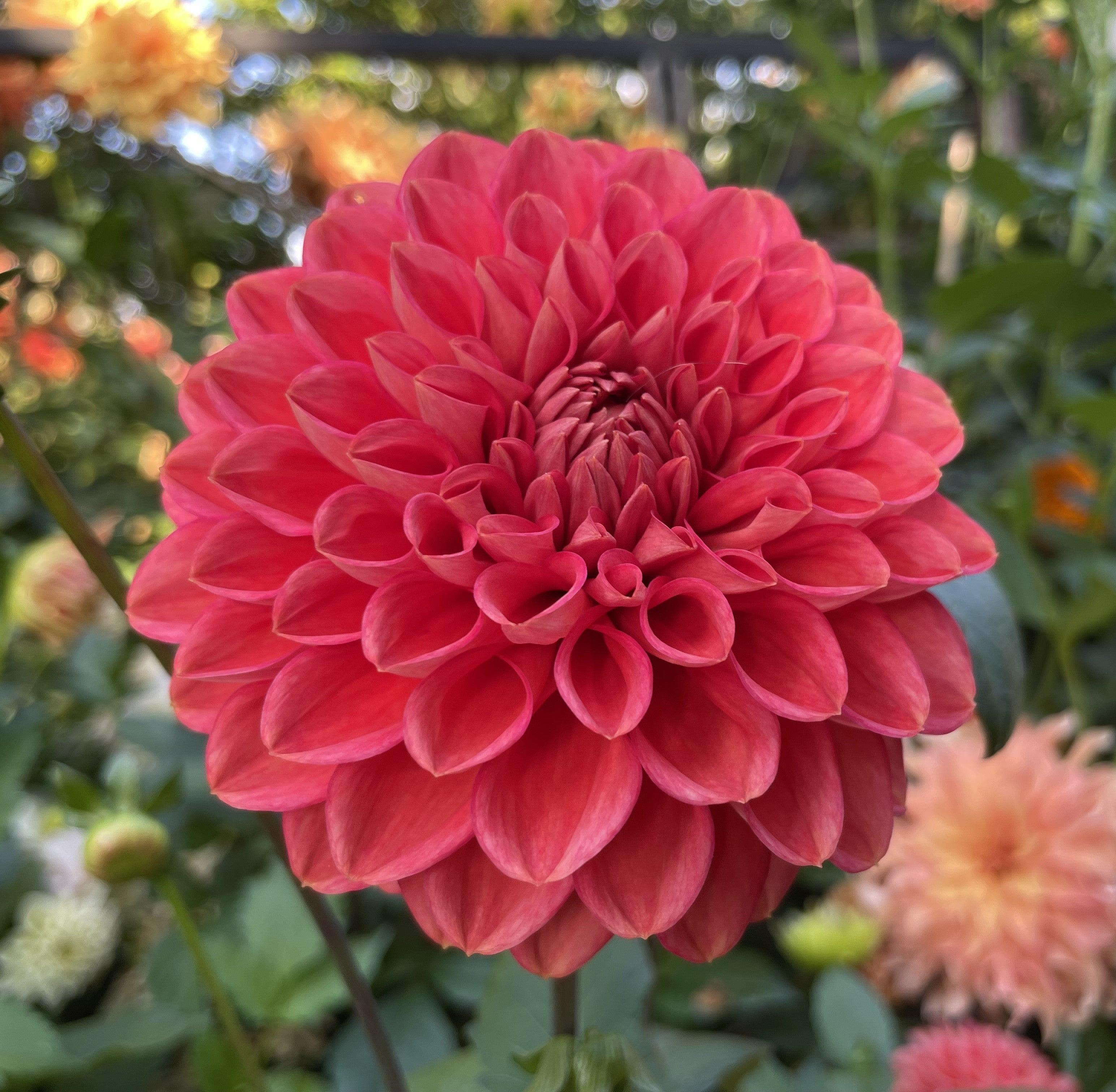 Camano Roo Dahlia Tuber - CMRO – Deva's Gardens
