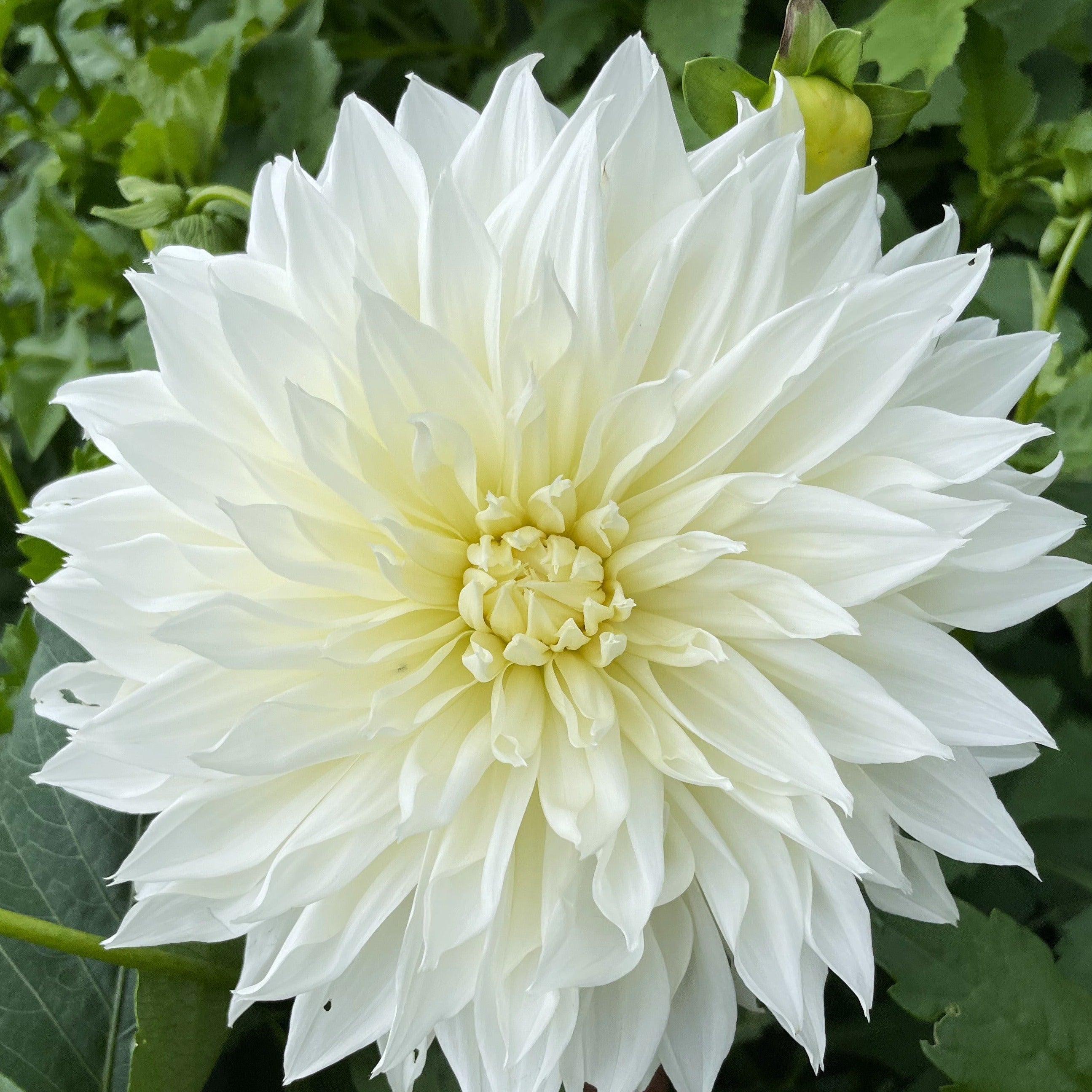 White Perfection Dahlia Tuber - WPN – Deva's Gardens
