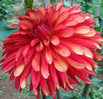 Alberta Sunset Dahlia Tuber - ALBS – Deva's Gardens