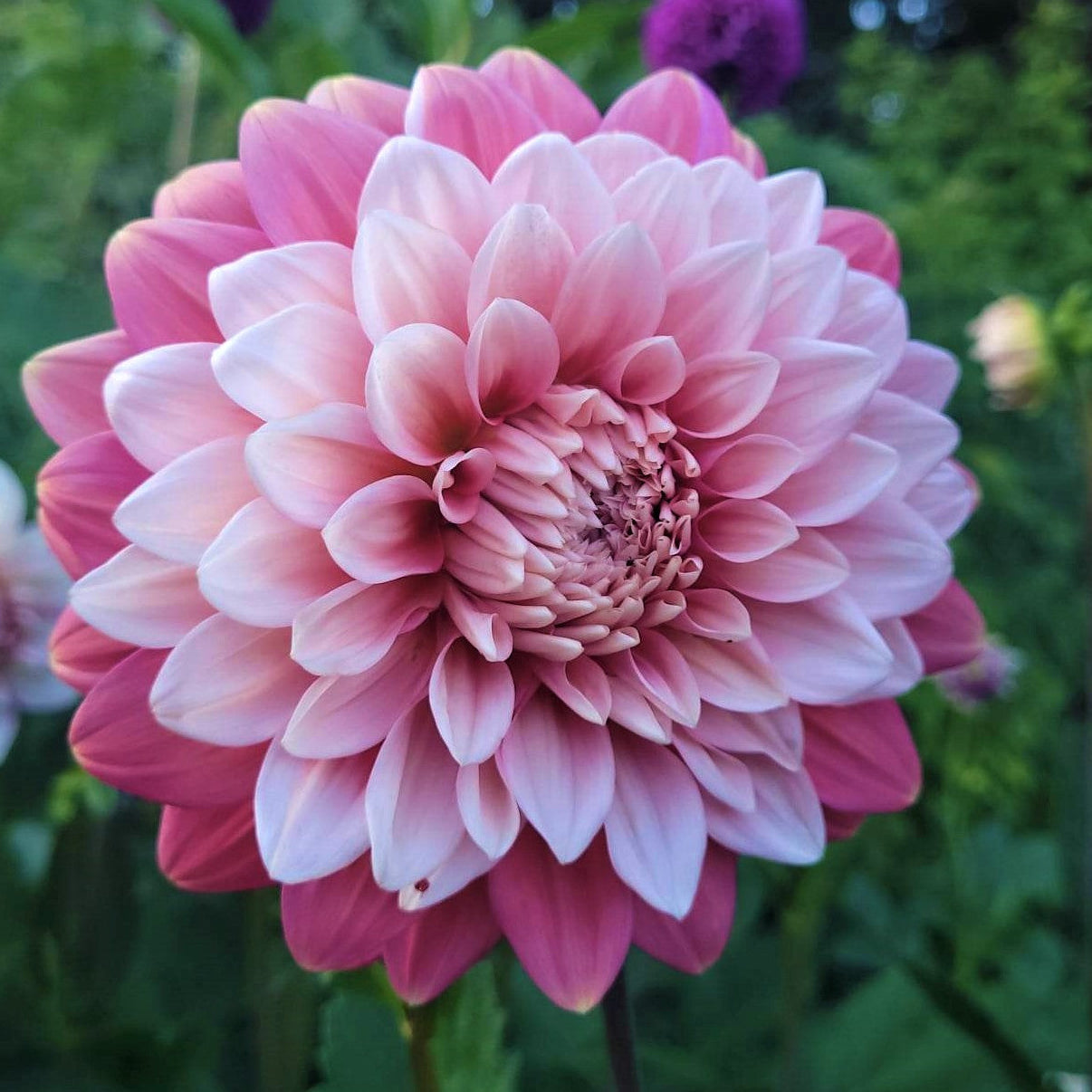 Apple Blossom Double Dahlia Tuber Apbd Deva S Gardens
