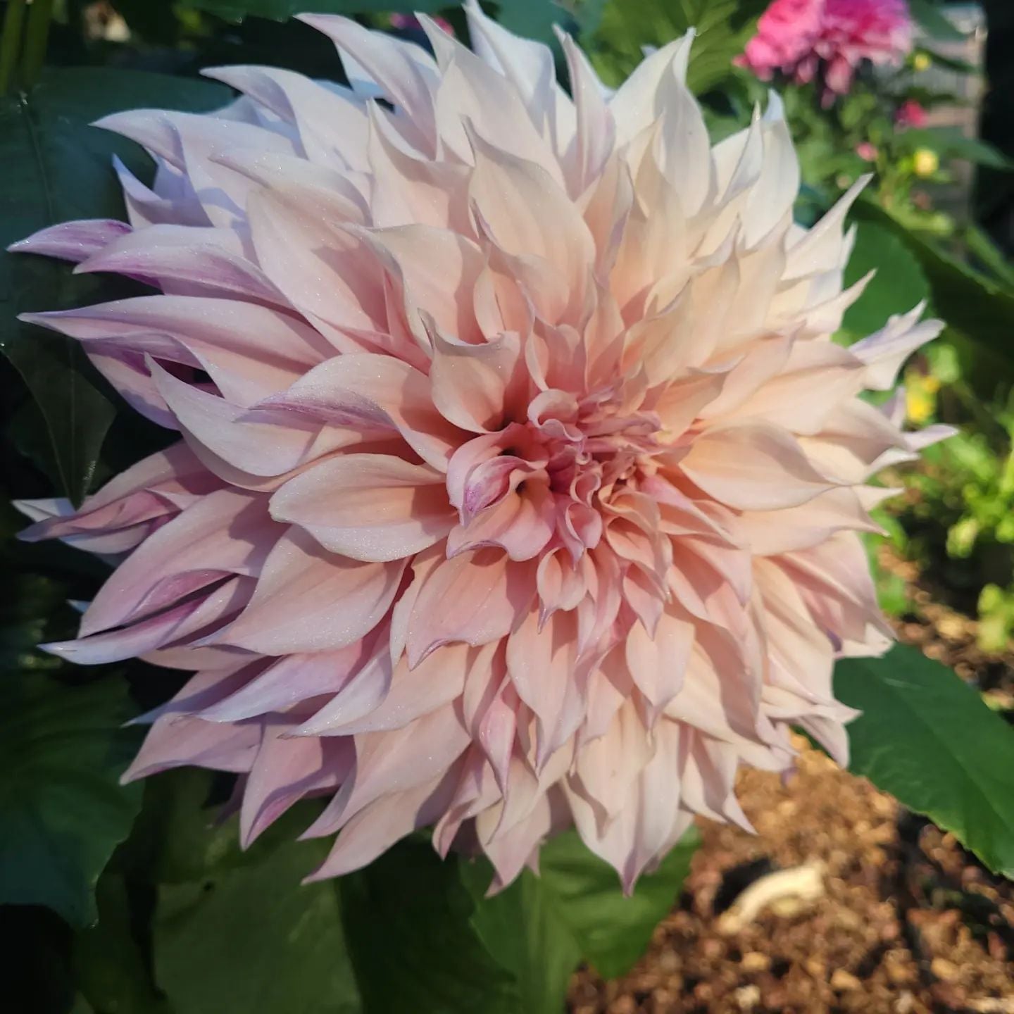 Cafe Au Lait Blush Dahlia Tuber - CALB – Deva's Gardens