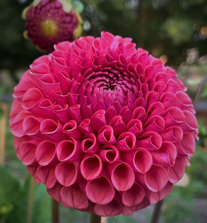 Ferncliff Rusty Dahlia Tuber - FRST – Deva's Gardens