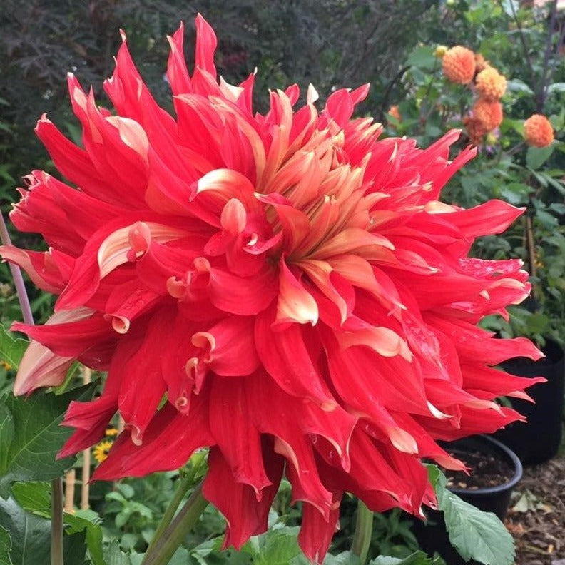 Nick Sr Dahlia Tuber – Deva's Gardens